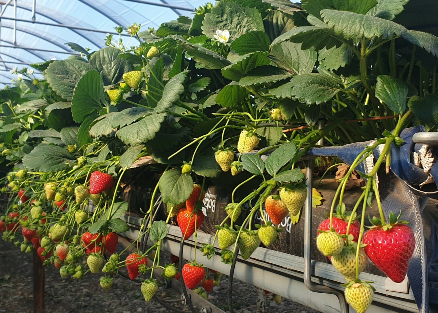 Strawberry variety Malling Ace thrives in the British summer heat ...