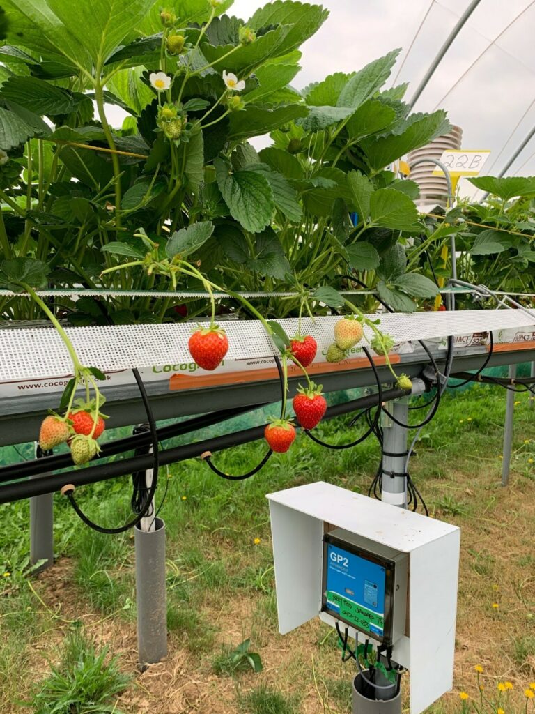 NIAB soft fruit technical webinar to explore latest fruit research ...