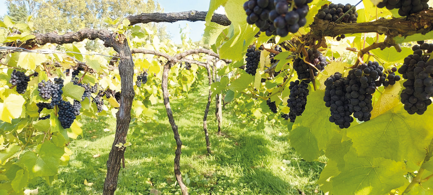 Vineyard trellis is key to success - Fruit & Vine