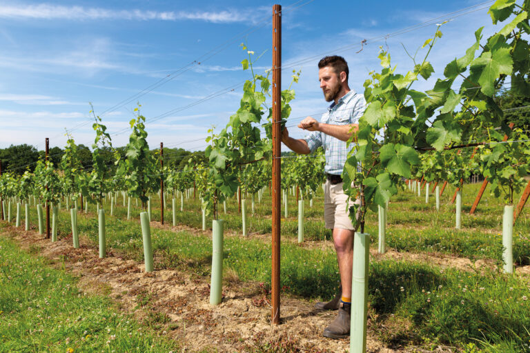 Vineyard trellis is key to success - Fruit & Vine