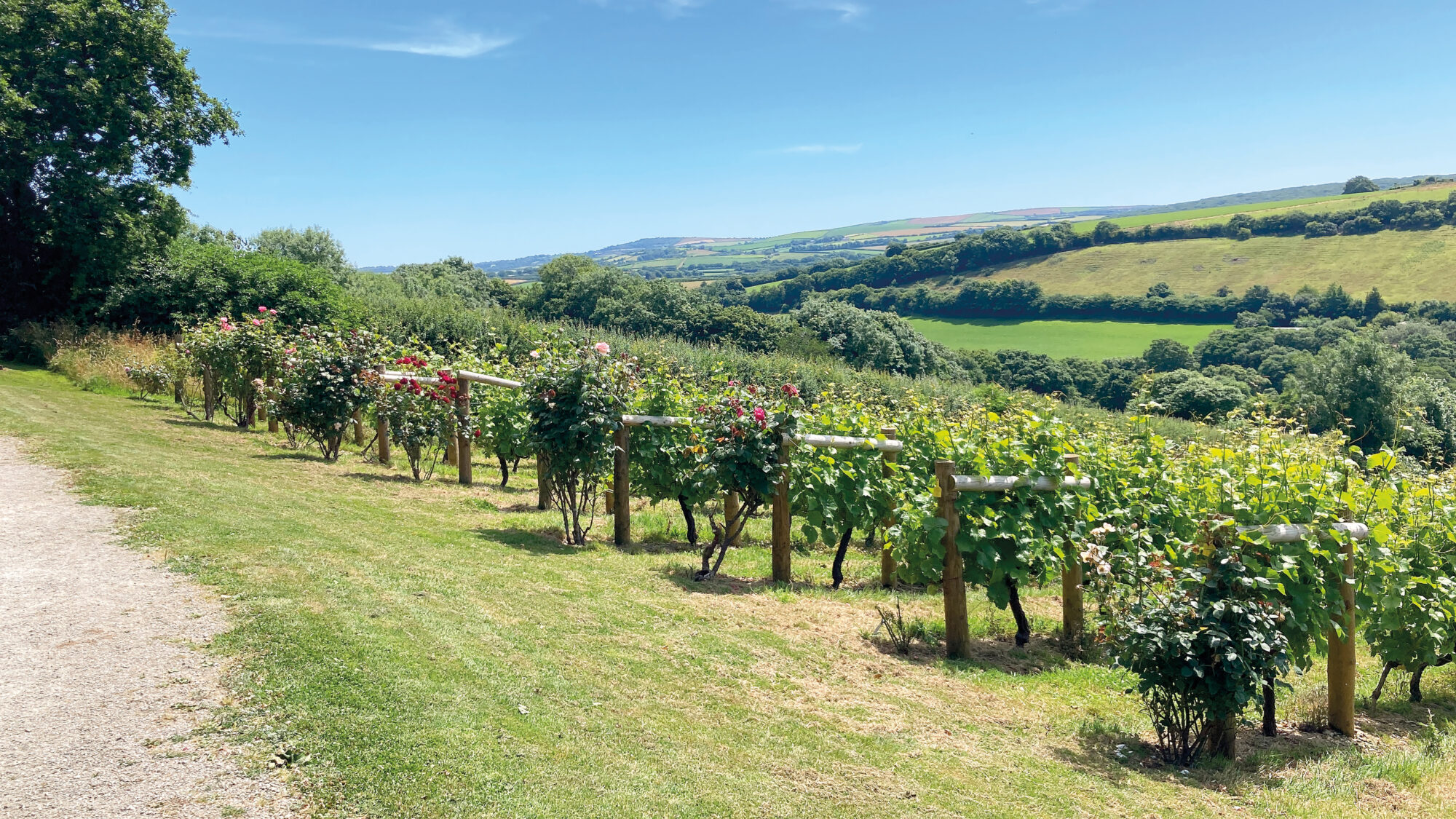 Camel Valley: Award-winning, world-class wines - Fruit & Vine