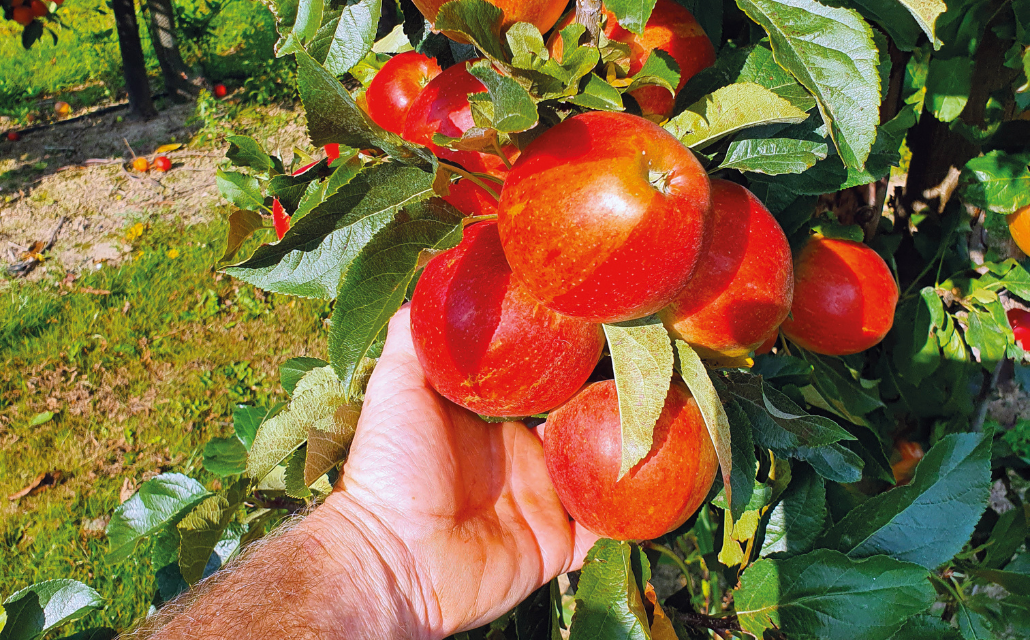 Grower Profile: W&D Riccini - Fruit & Vine