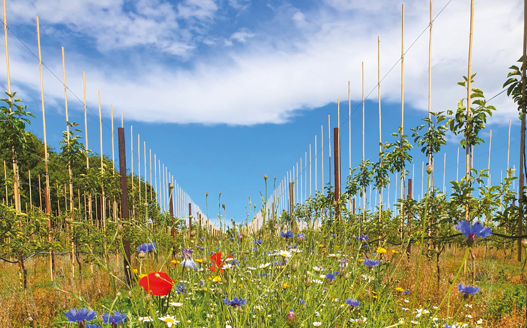 Grower Profile: W&D Riccini - Fruit & Vine