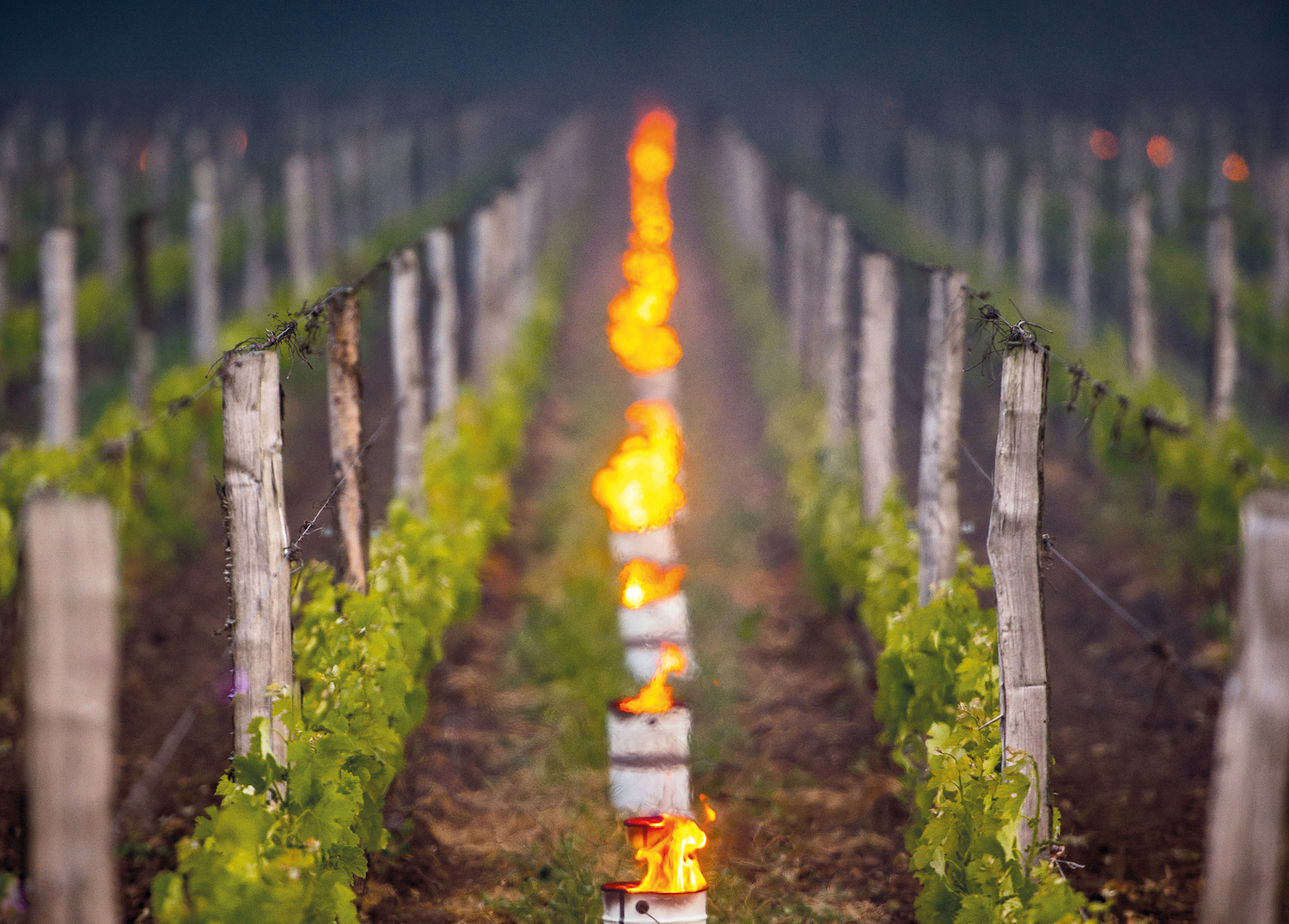 The latest tech in the fight against frost risk - Fruit & Vine