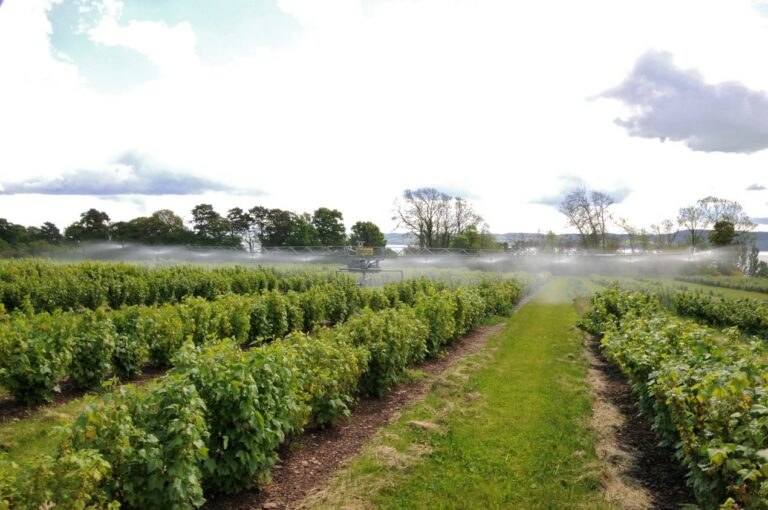 Moving towards climate-resilient blackcurrant varieties - Fruit & Vine