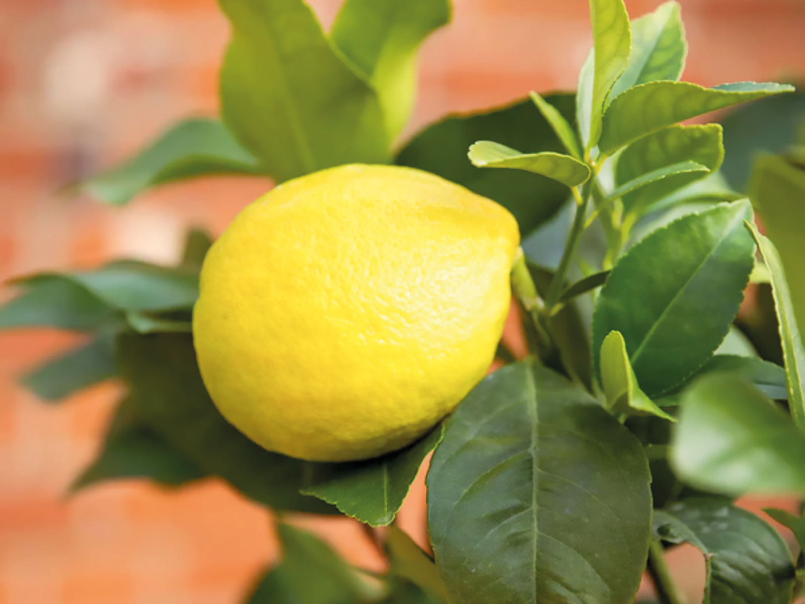 Growing niche fruit and Oriental crops on the Essex coast - Fruit & Vine