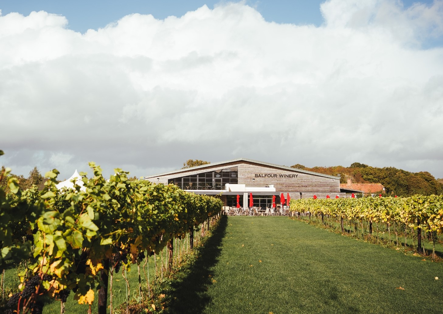 Balfour Winery unveils new board and ambitious growth plans - Fruit & Vine