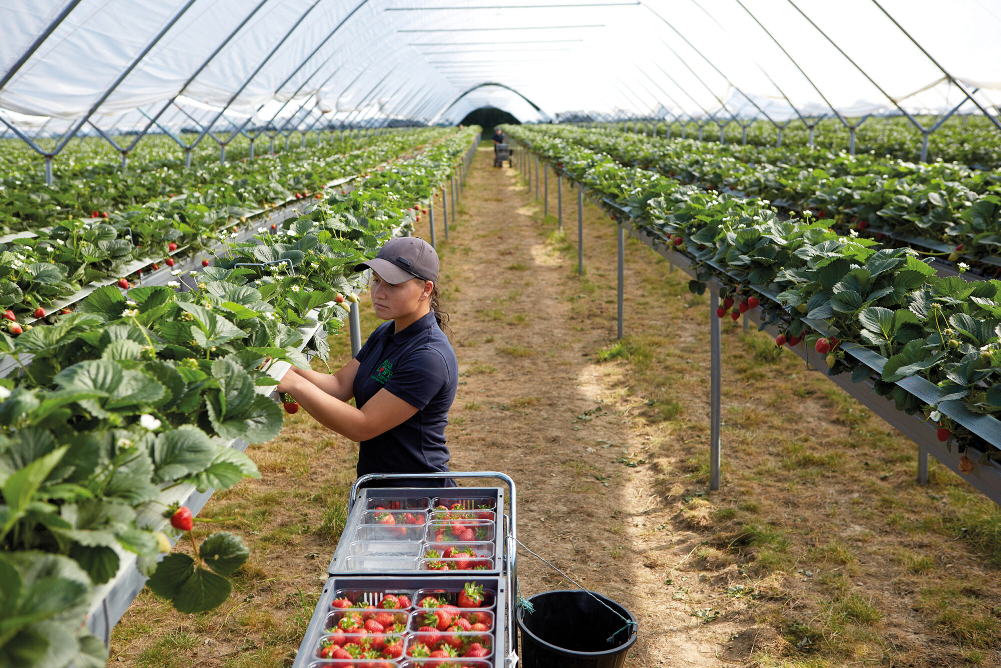 Fruit Grower Profile: Hugh Lowe Farms - Fruit & Vine
