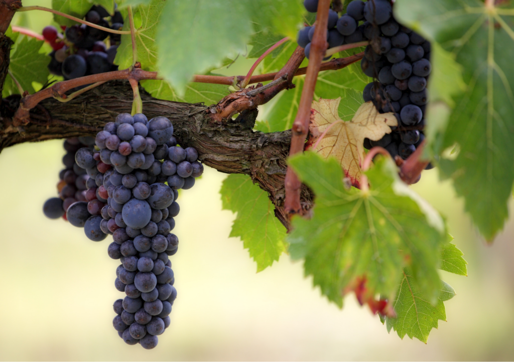 Top tips for diversifying into viticulture - Fruit & Vine