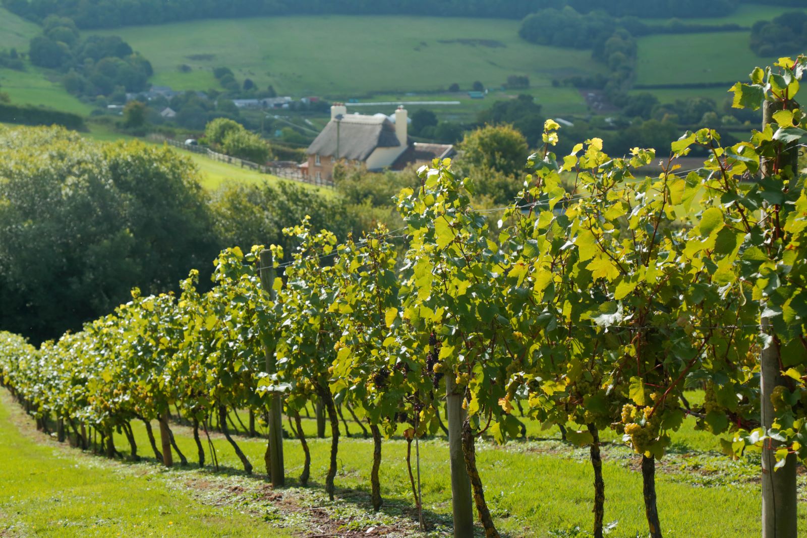 Farmers urged to embrace viticulture amid soaring demand for English ...