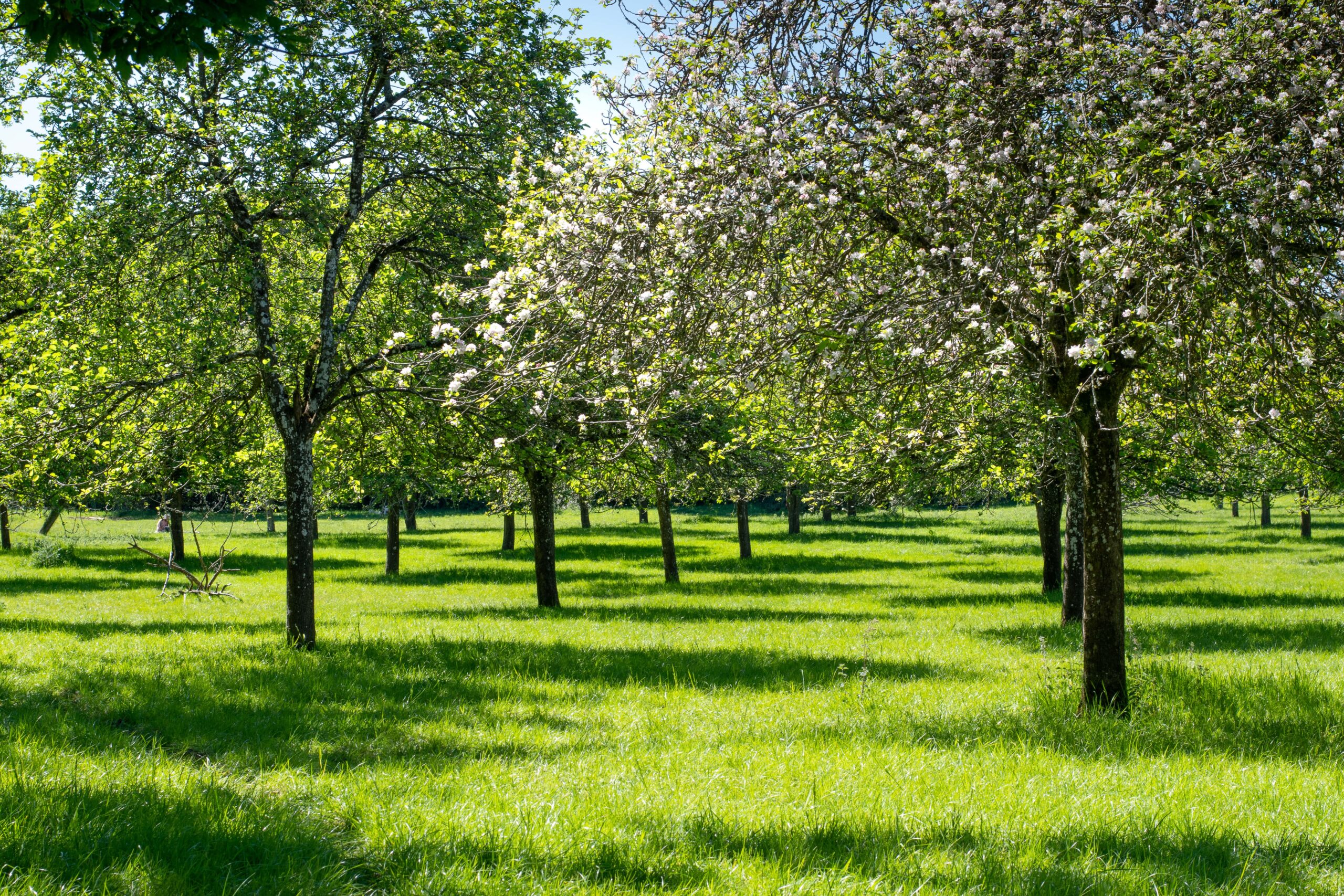 Restoring Suffolk’s traditional orchards - Fruit & Vine
