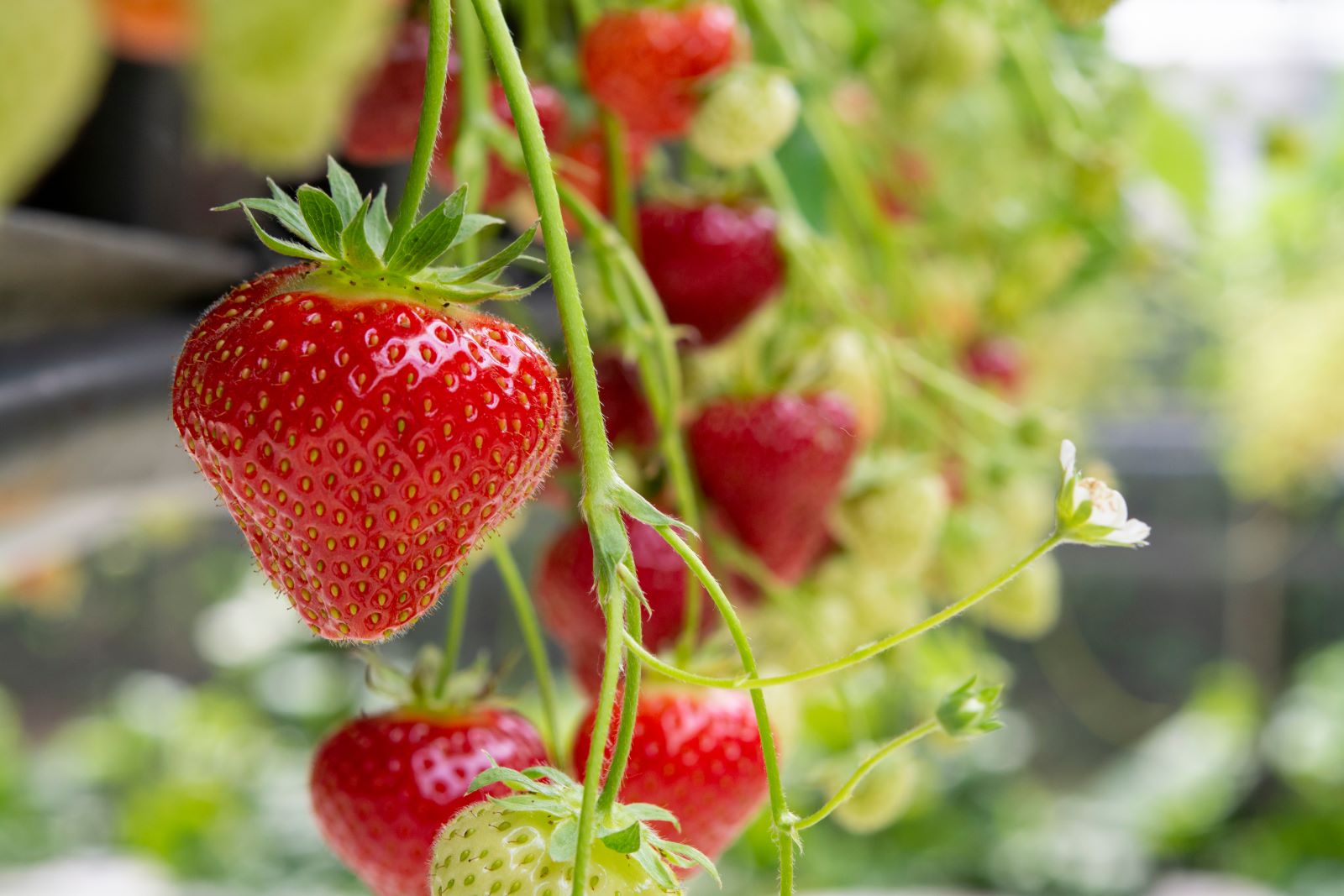 Bayer to take over NIAB’s strawberry breeding operation - Fruit & Vine