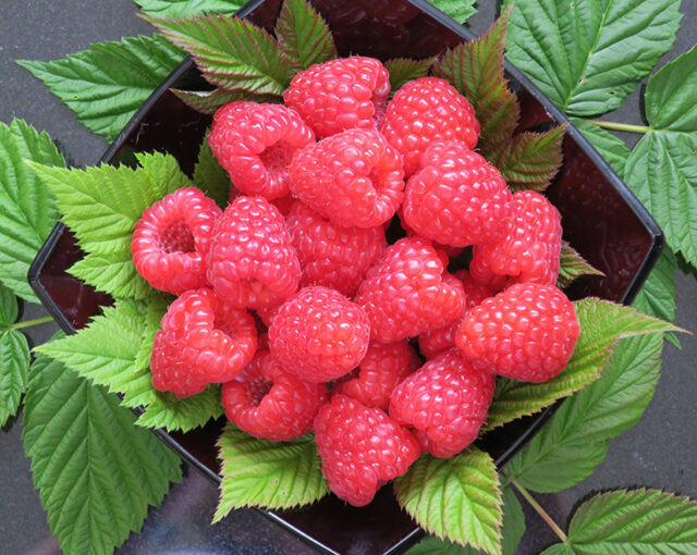 NIAB’s Malling raspberry varieties to launch in Mexico - Fruit & Vine