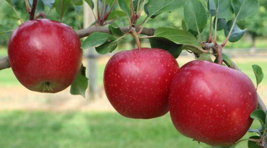 Italian fruit breeder launches two new Gala clones - Fruit & Vine