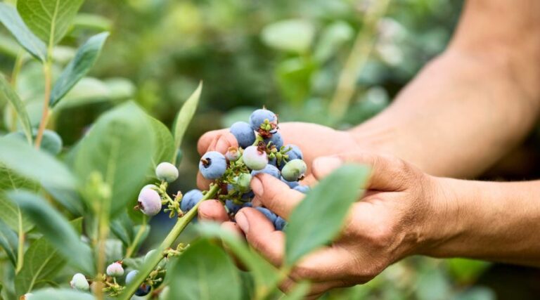 British berries are booming at Hall Hunter Partnership - Fruit & Vine