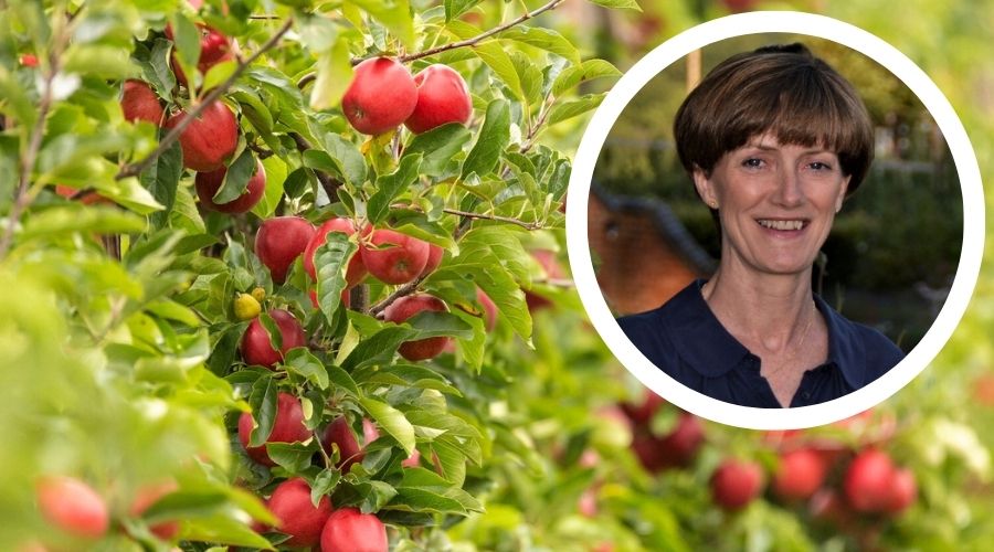Ali Capper of BAPL responds to Autumn Budget - Fruit & Vine